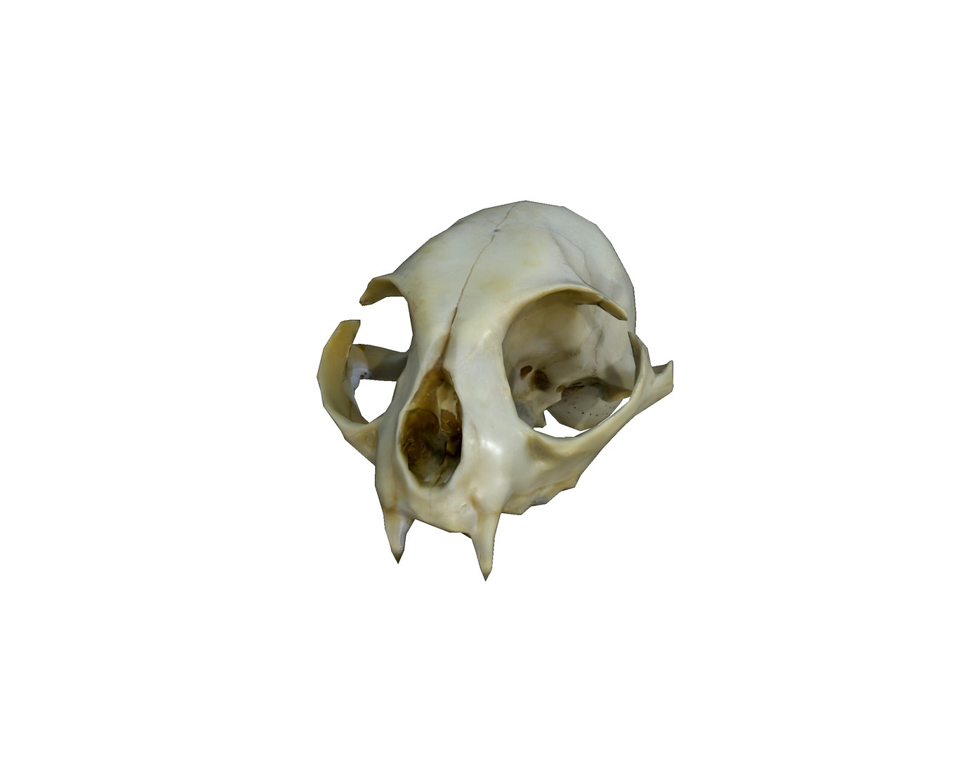 Photorealistic Cat Skull 3D Model - TurboSquid 2272701