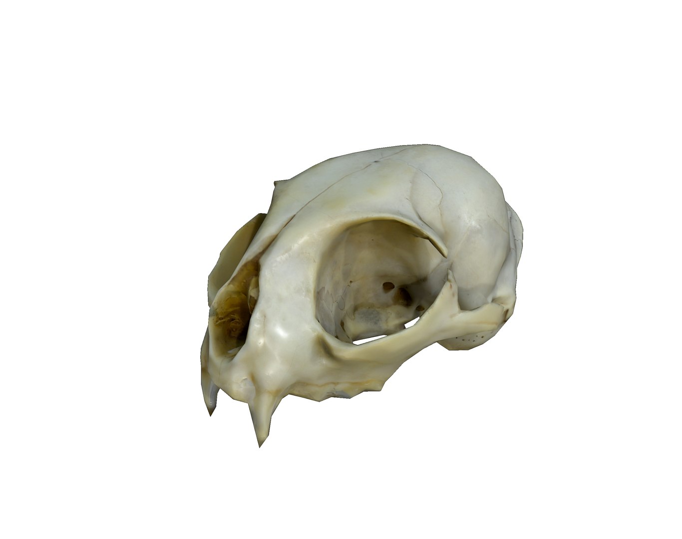 Photorealistic Cat Skull 3D Model - TurboSquid 2272701