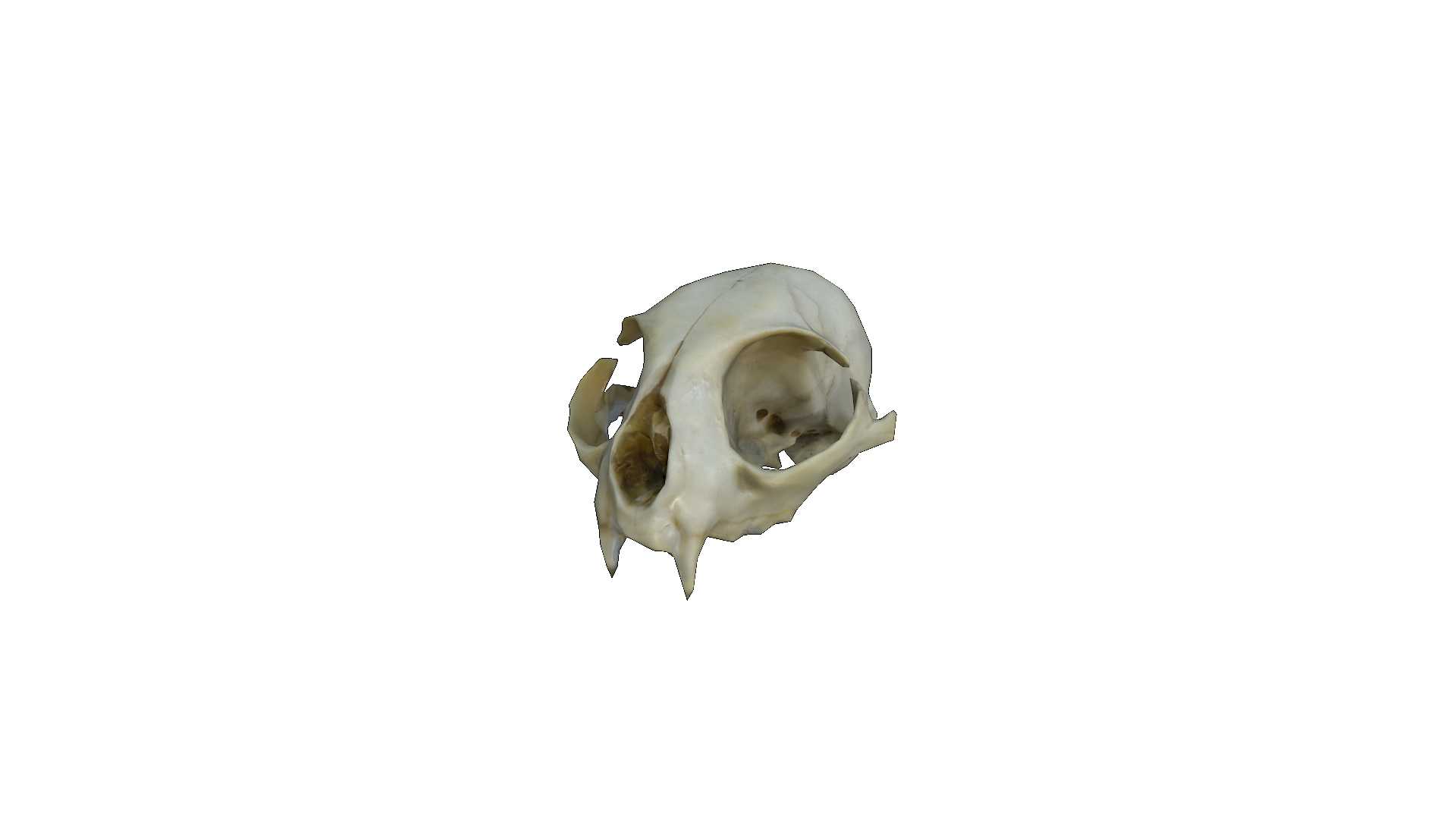 Photorealistic Cat Skull 3D Model - TurboSquid 2272701