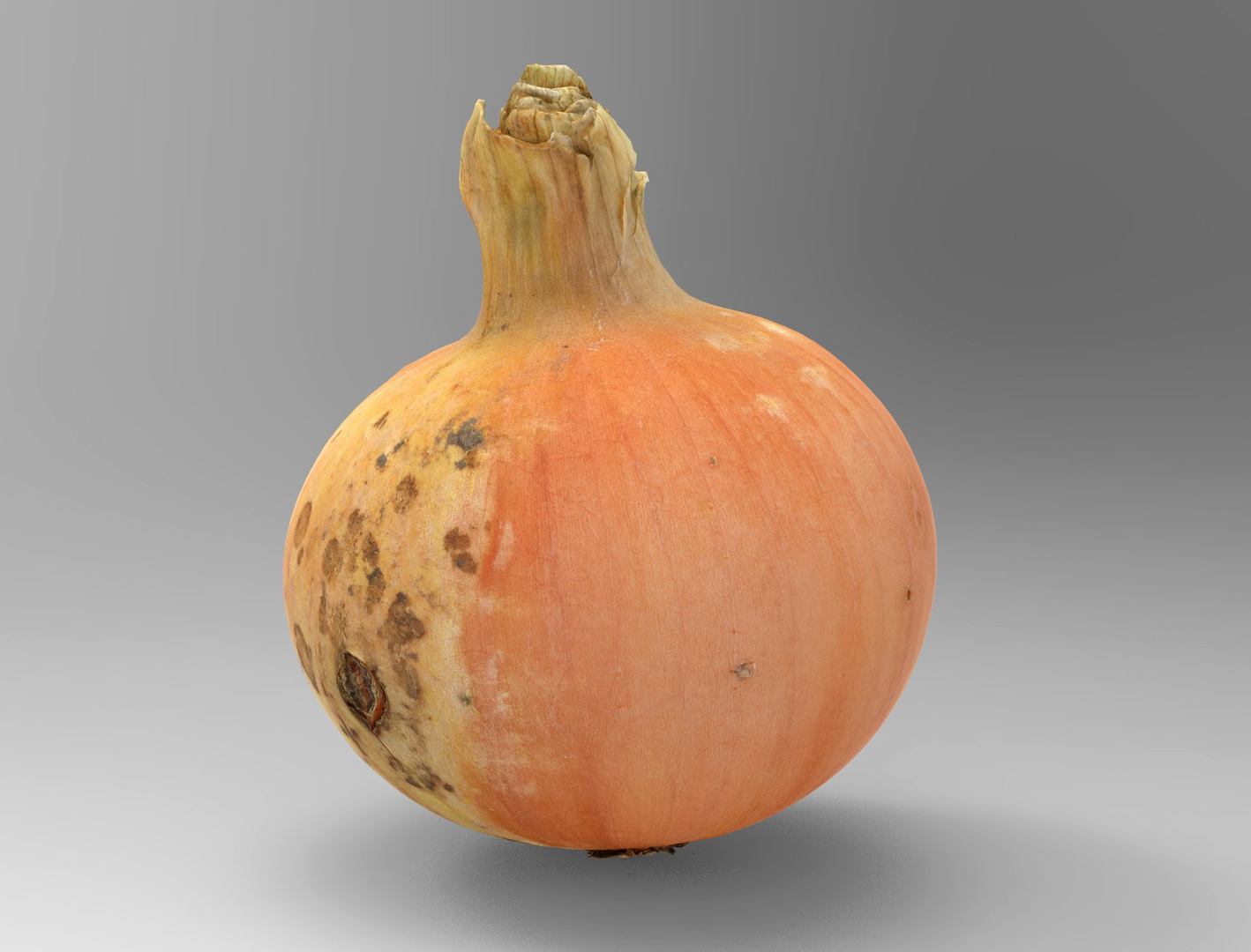 3D Onion - TurboSquid 1951766
