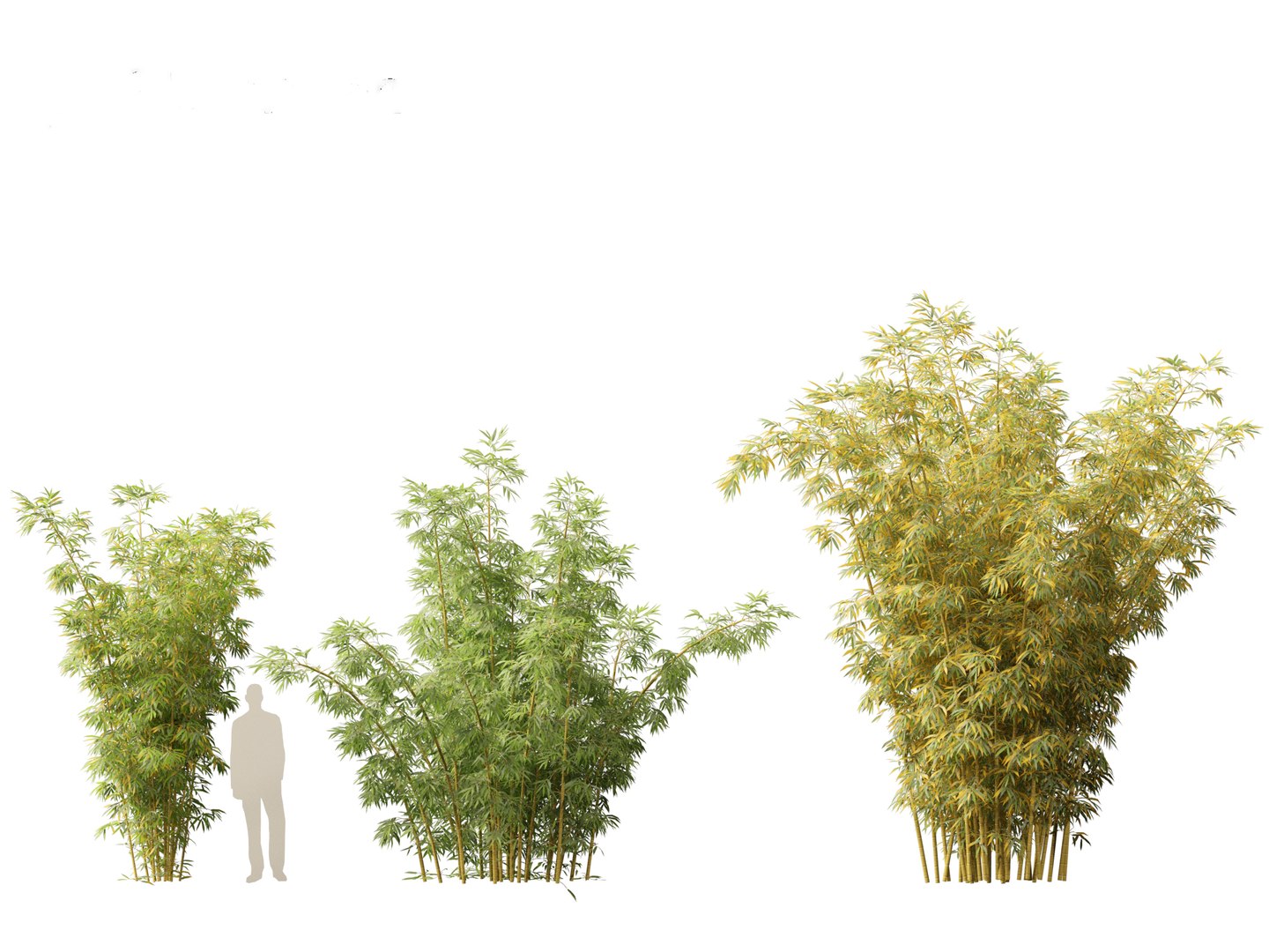 3D Bambusa Multiplex Fernleaf - Fernleaf Bamboo 02 Model - TurboSquid ...