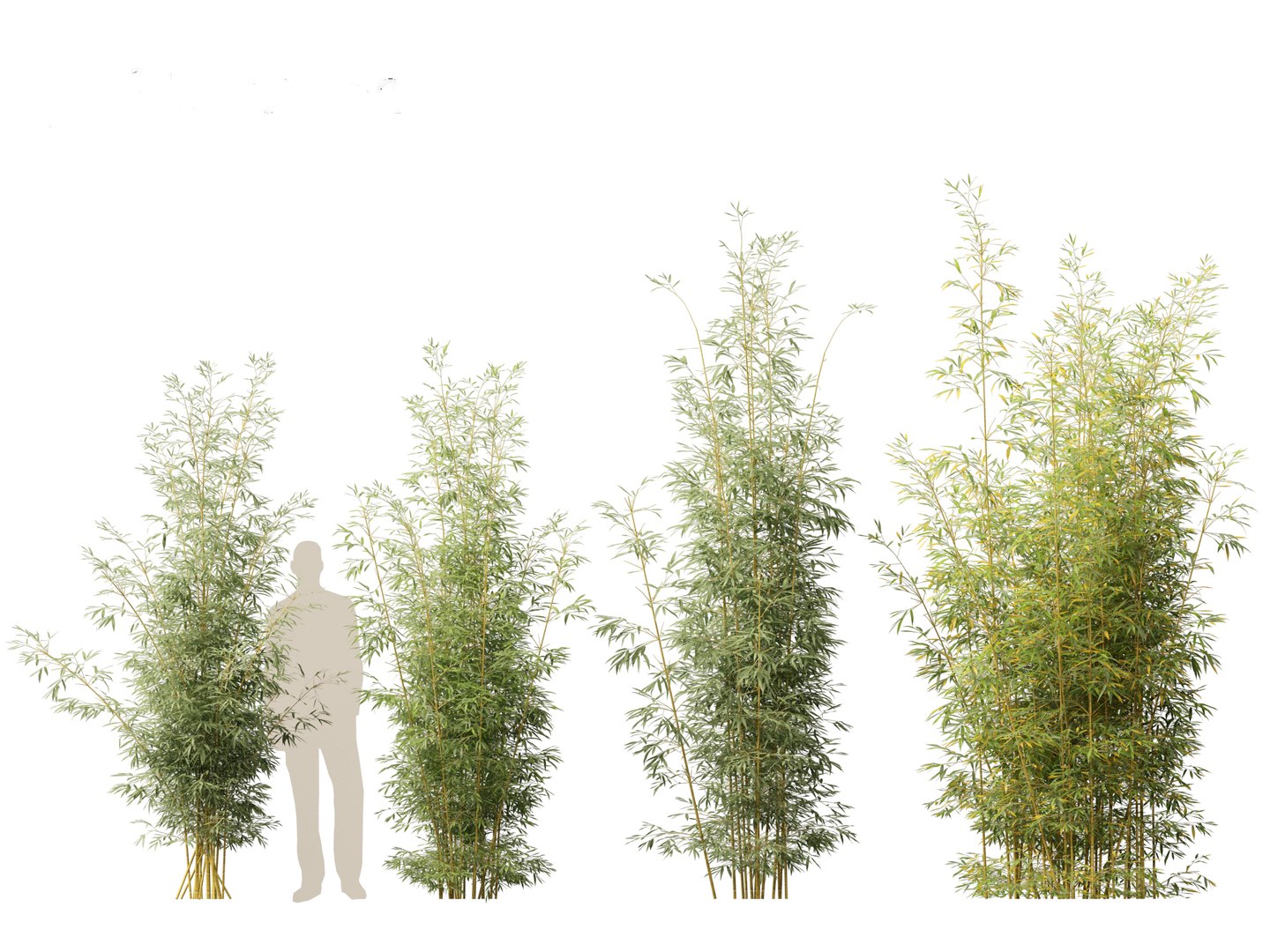 3D Bambusa Multiplex Fernleaf - Fernleaf Bamboo 02 Model - TurboSquid ...