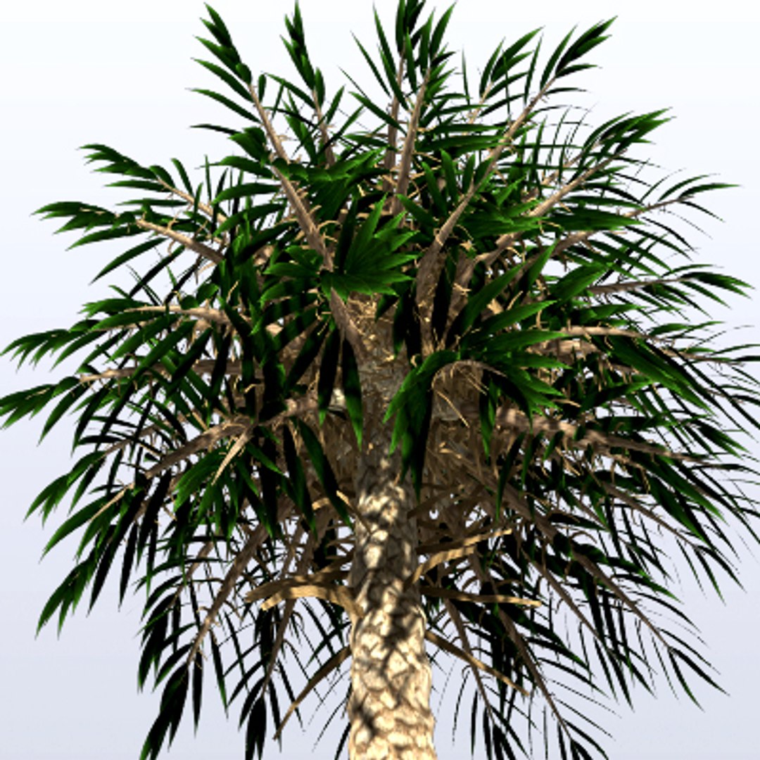 3d Palm Tree Model