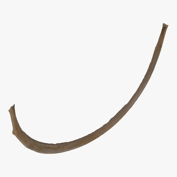 Rib Cage 3D Models for Download | TurboSquid