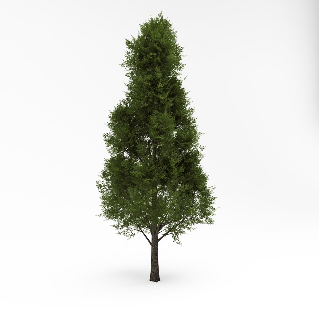 3d max deciduous 06