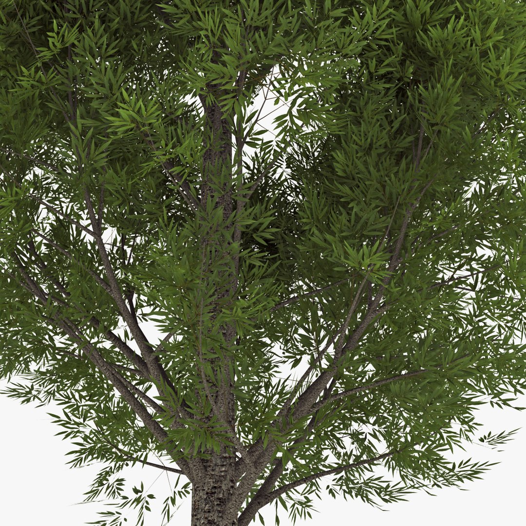 3d max deciduous 06
