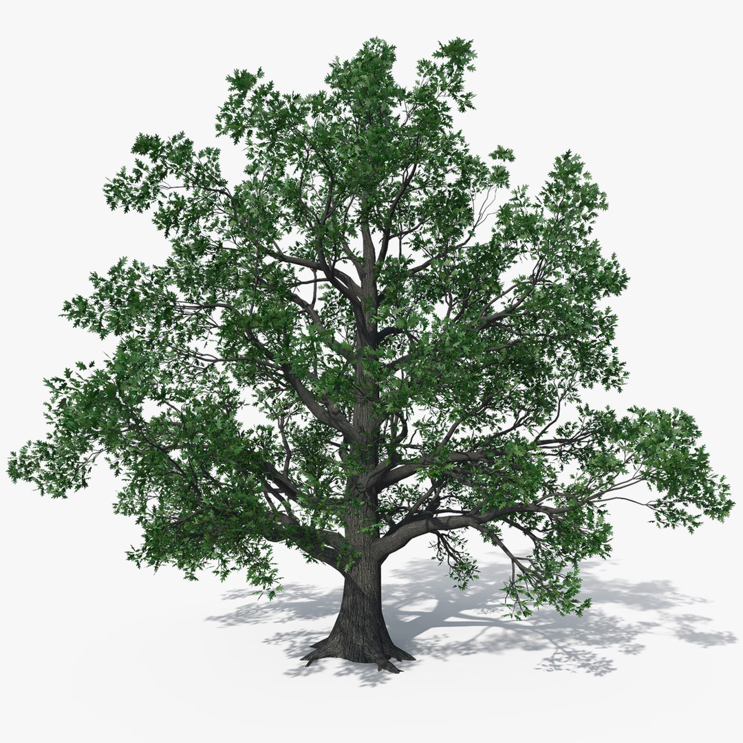 Quercus Robur Oak Pedunculate 3D Model - TurboSquid 1479983