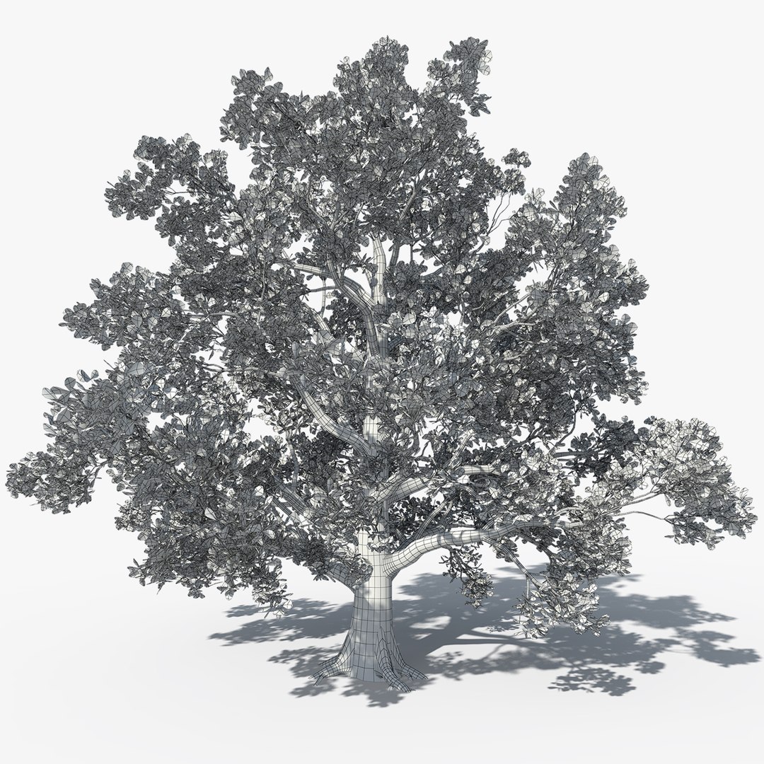 Quercus Robur Oak Pedunculate 3D Model - TurboSquid 1479983