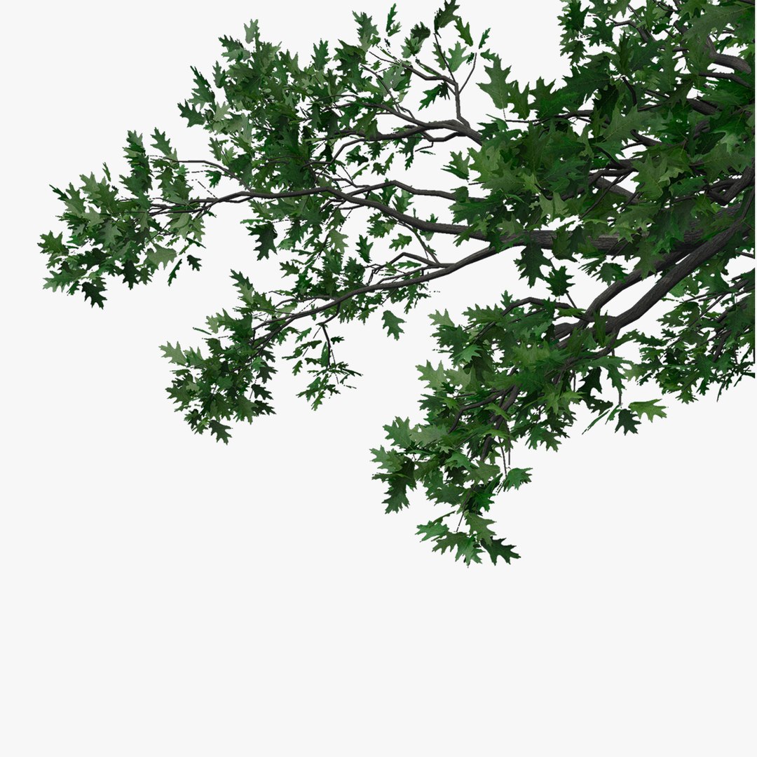 Quercus Robur Oak Pedunculate 3D Model - TurboSquid 1479983