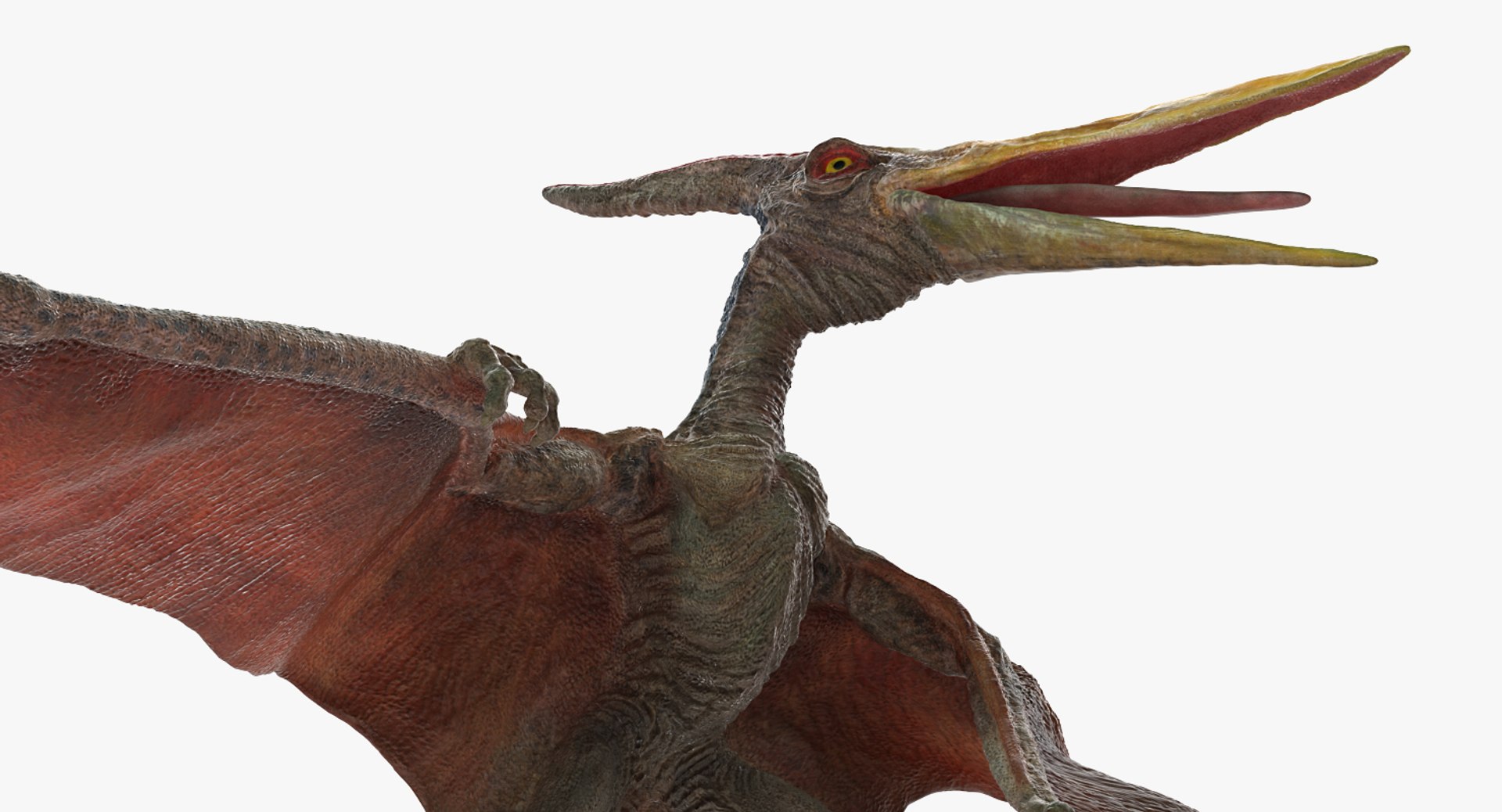 3D Model Pteranodon Standing Pose - TurboSquid 1386662