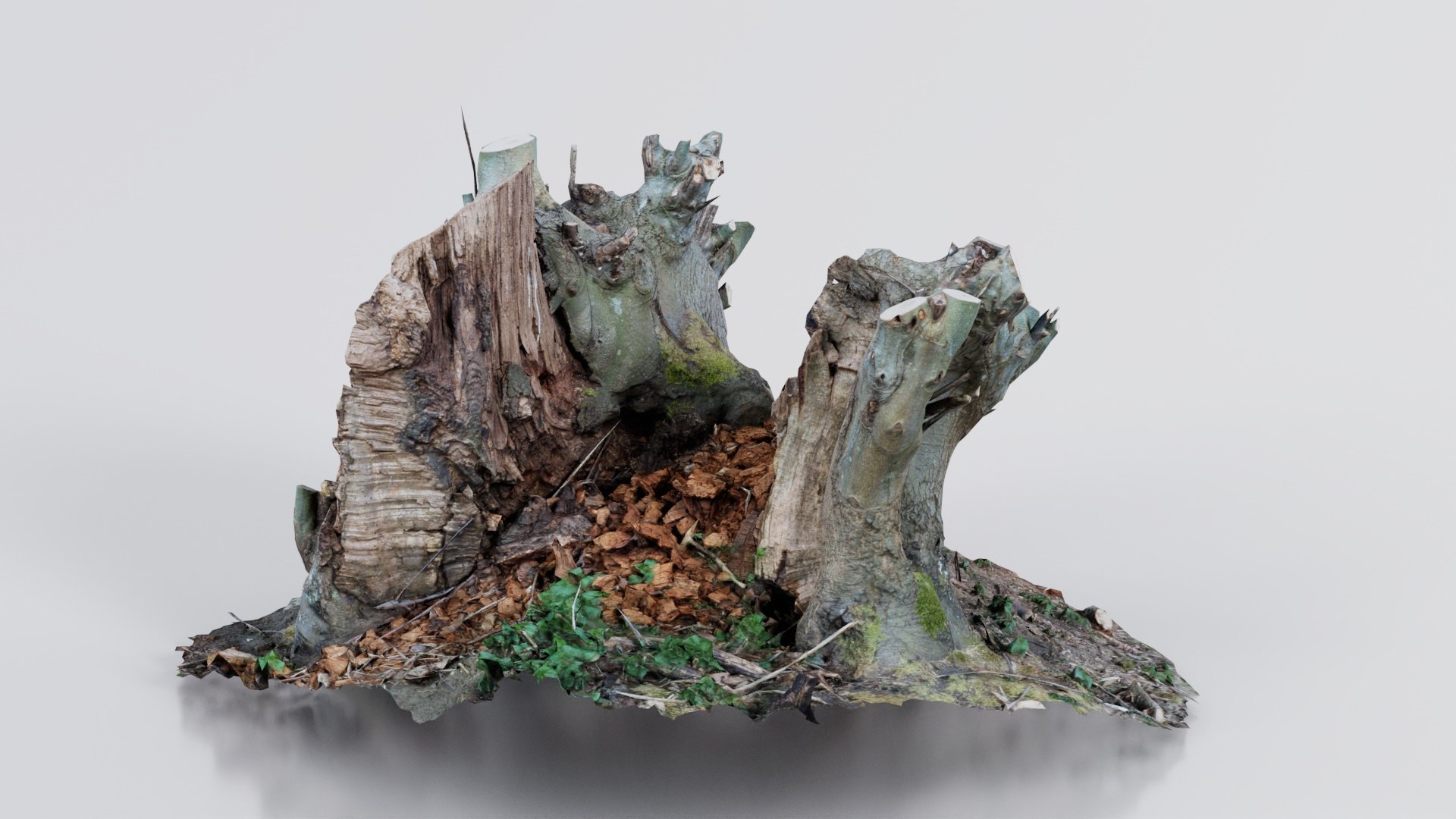 Sawed Off Tree Stump Remastered 3D - TurboSquid 2363150