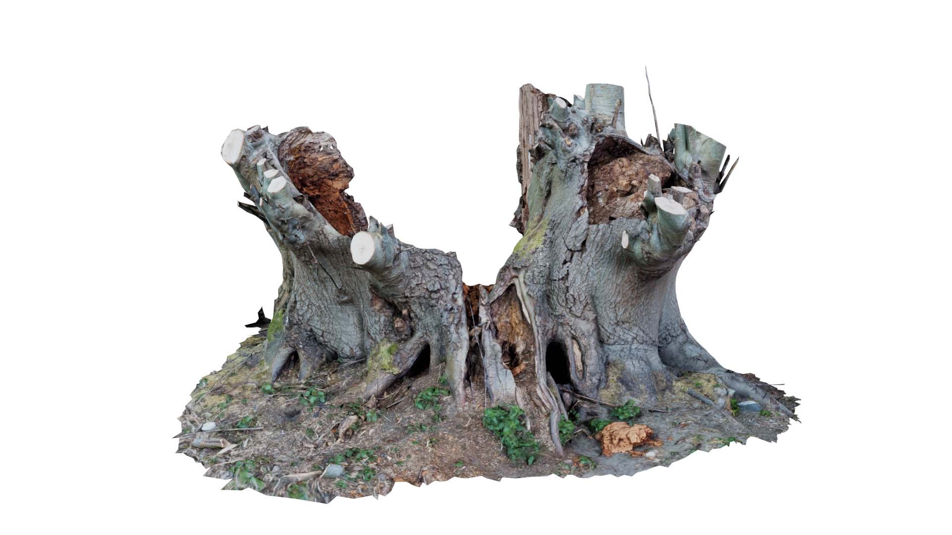 Sawed Off Tree Stump Remastered 3D - TurboSquid 2363150
