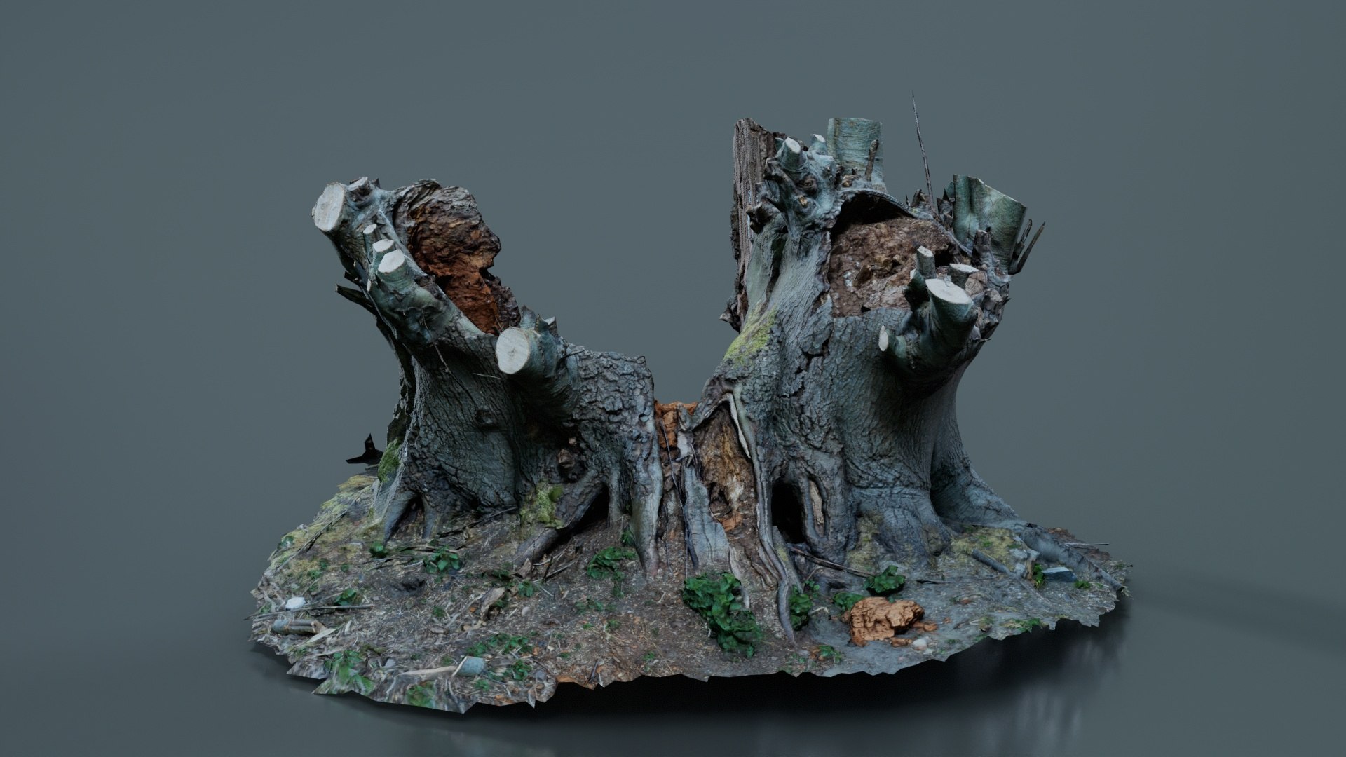 Sawed Off Tree Stump Remastered 3D - TurboSquid 2363150