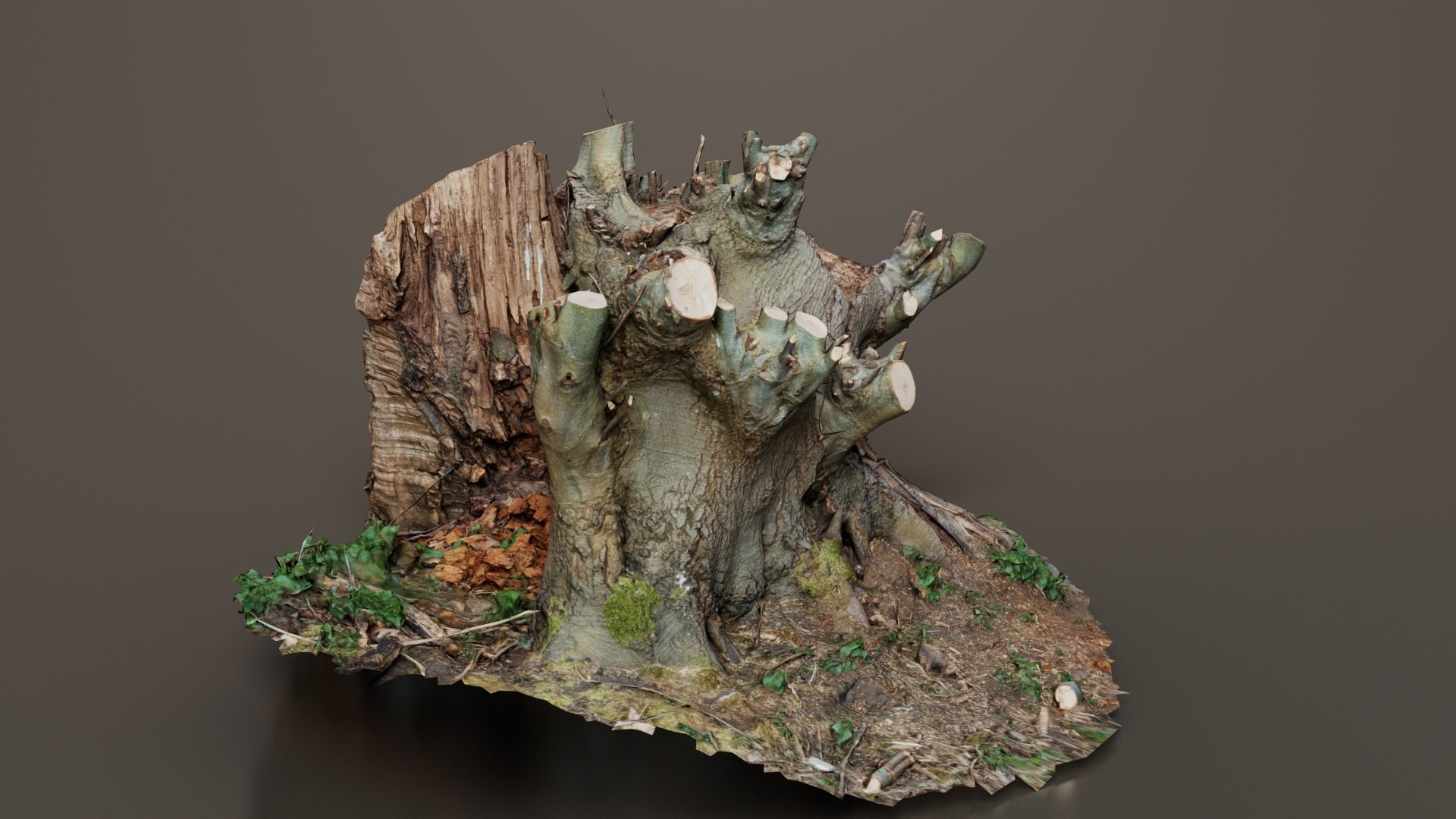 Sawed Off Tree Stump Remastered 3D - TurboSquid 2363150