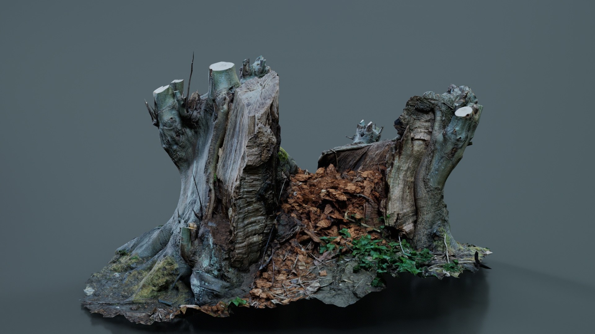 Sawed Off Tree Stump Remastered 3D - TurboSquid 2363150