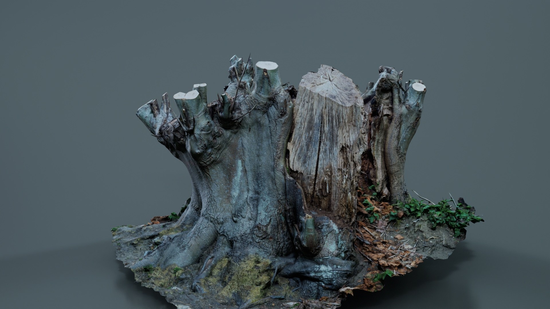 Sawed Off Tree Stump Remastered 3D - TurboSquid 2363150