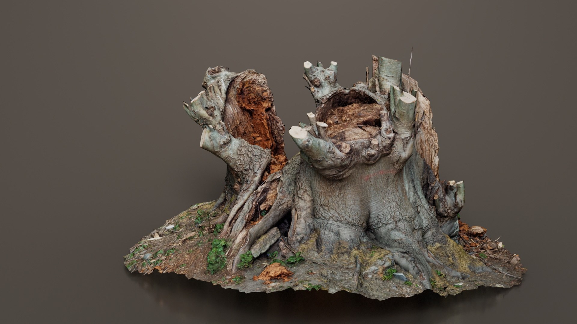 Sawed Off Tree Stump Remastered 3D - TurboSquid 2363150