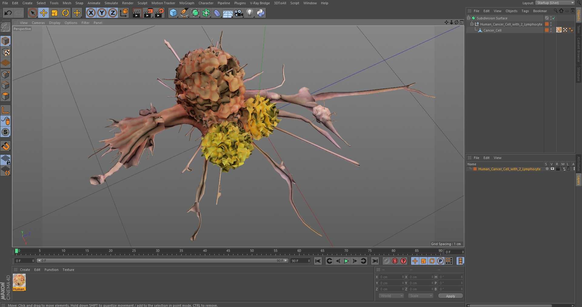 3D Model Human Cancer Cell With 2 Lymphocyte - TurboSquid 2220676