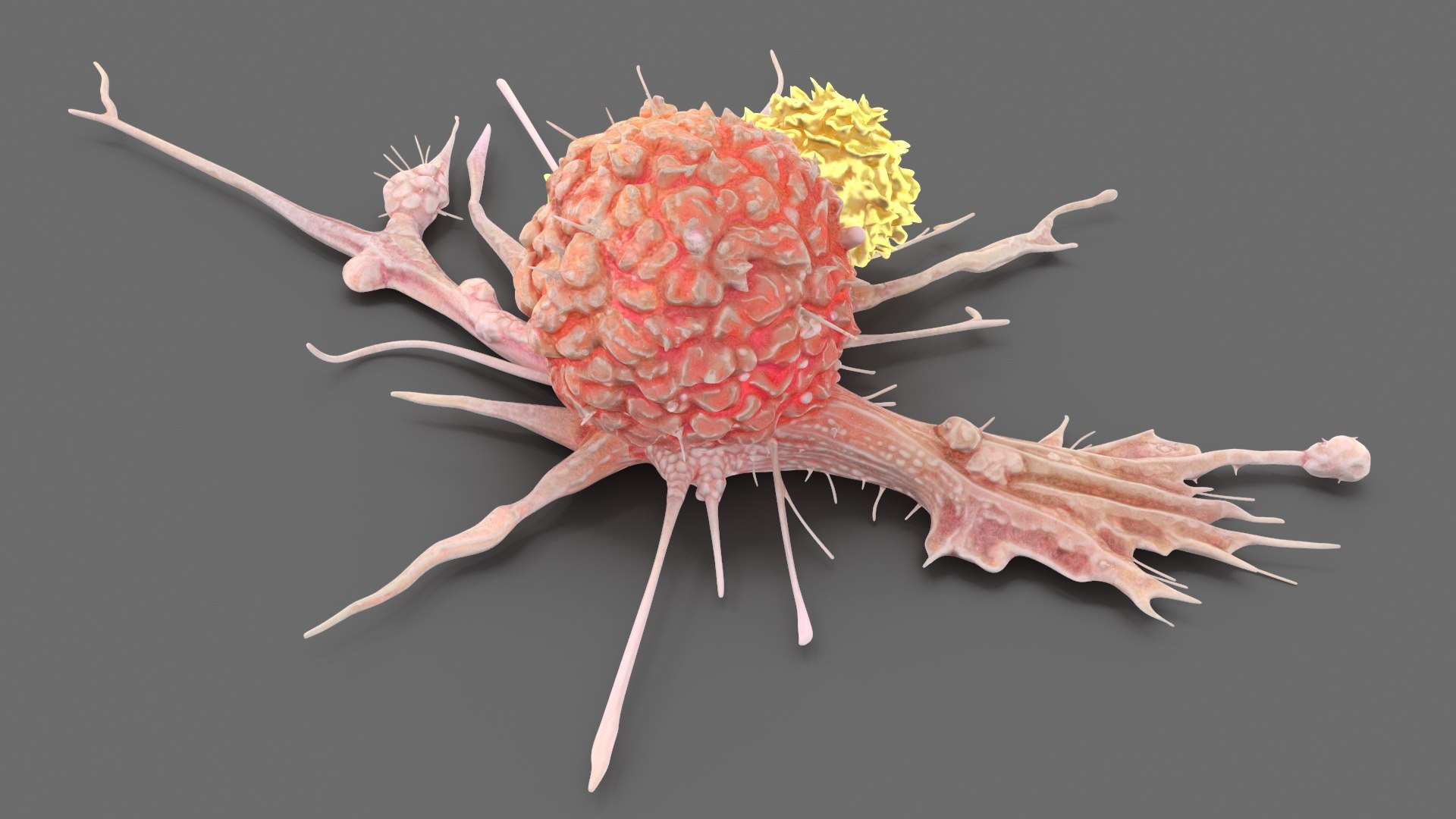 3D Model Human Cancer Cell With 2 Lymphocyte - TurboSquid 2220676