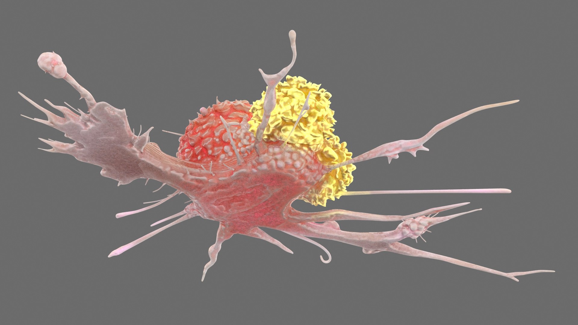 3d Model Human Cancer Cell With 2 Lymphocyte Turbosquid 2220676