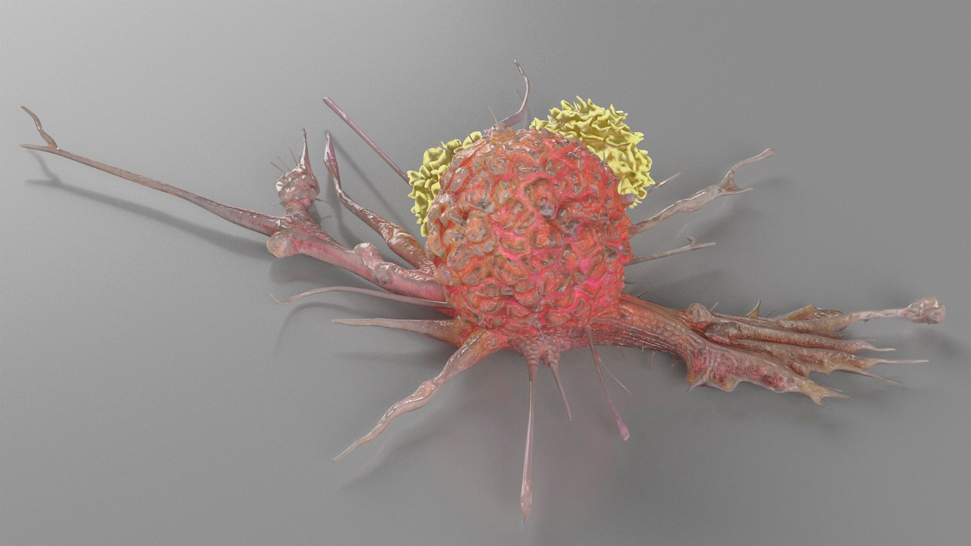 3D Model Human Cancer Cell With 2 Lymphocyte - TurboSquid 2220676