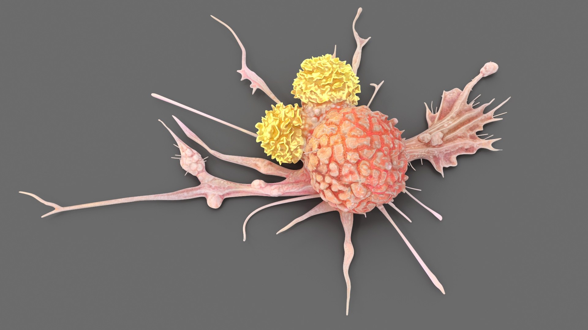 3D Model Human Cancer Cell With 2 Lymphocyte - TurboSquid 2220676
