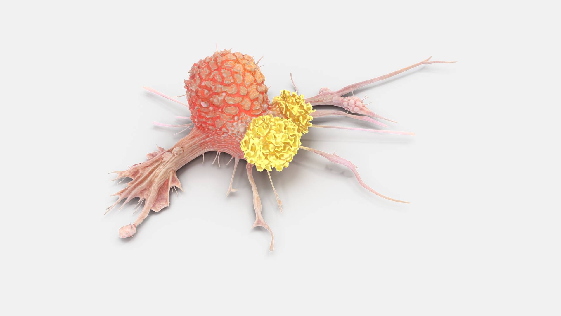 3D Model Human Cancer Cell With 2 Lymphocyte - TurboSquid 2220676