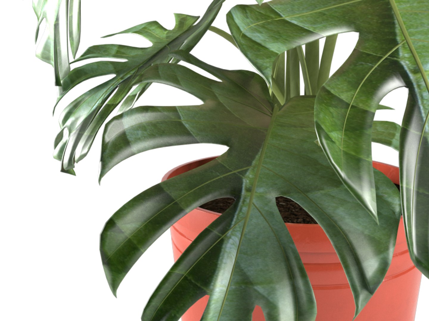 Monstera 3D Model - TurboSquid 1512379