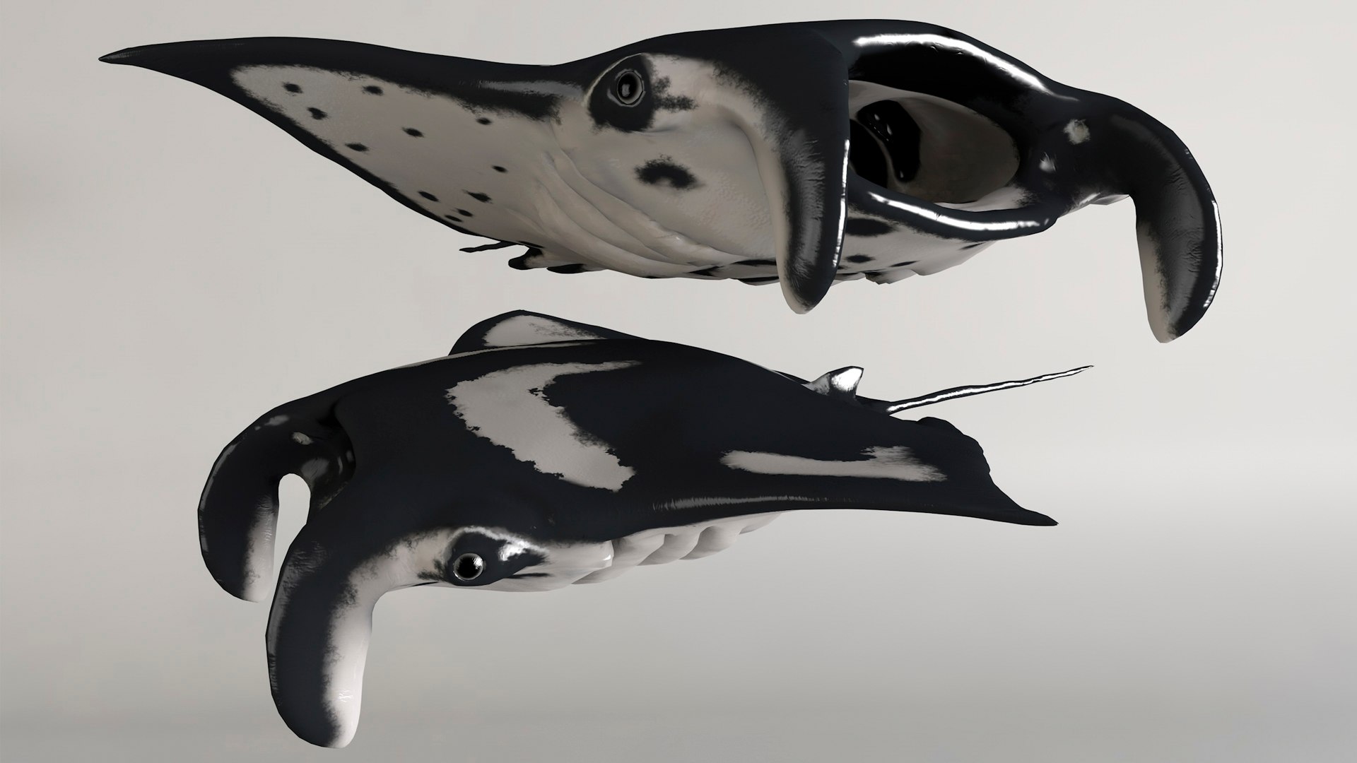 3D Sea Animal Pack - TurboSquid 1824010
