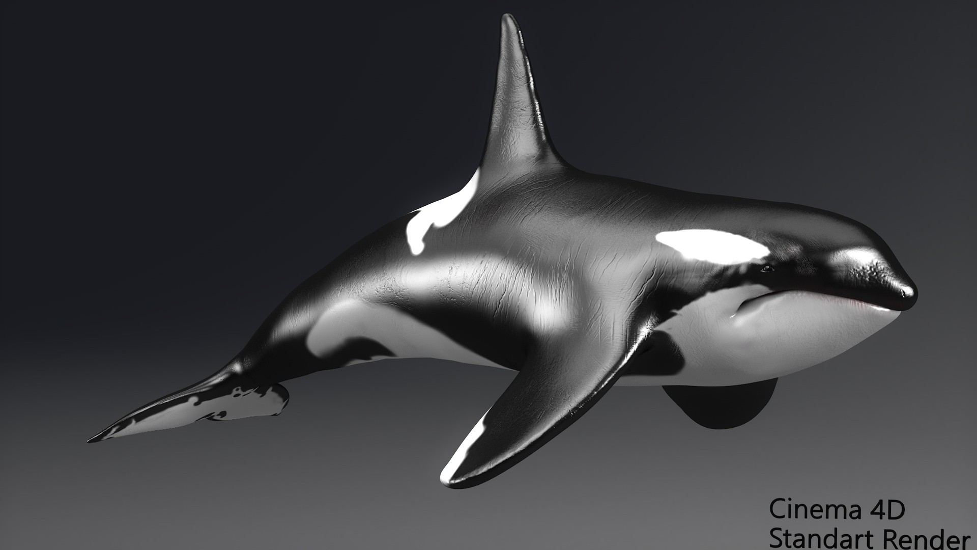 3D Sea Animal Pack - TurboSquid 1824010