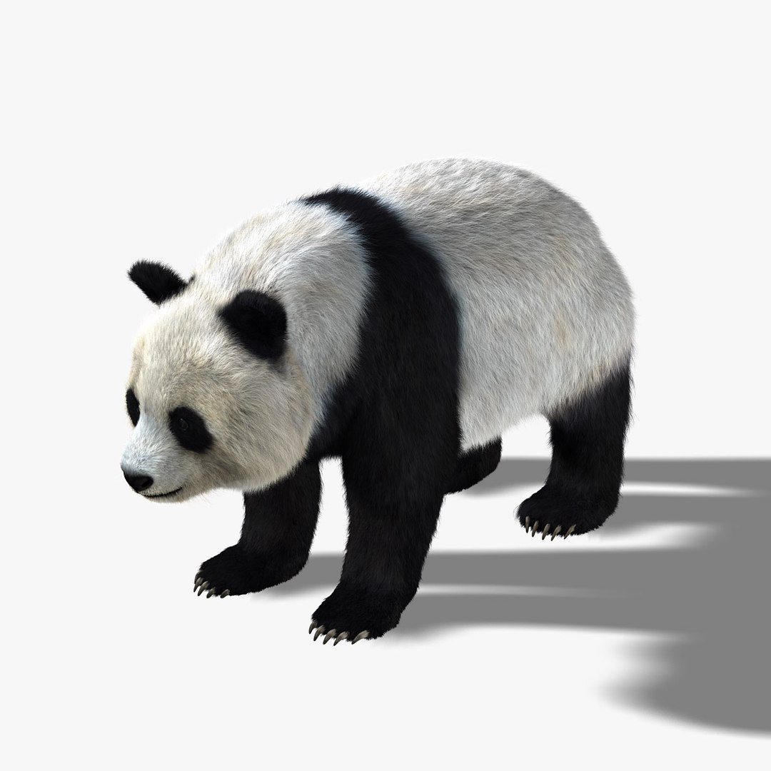 Giant Panda Fur 3d Model