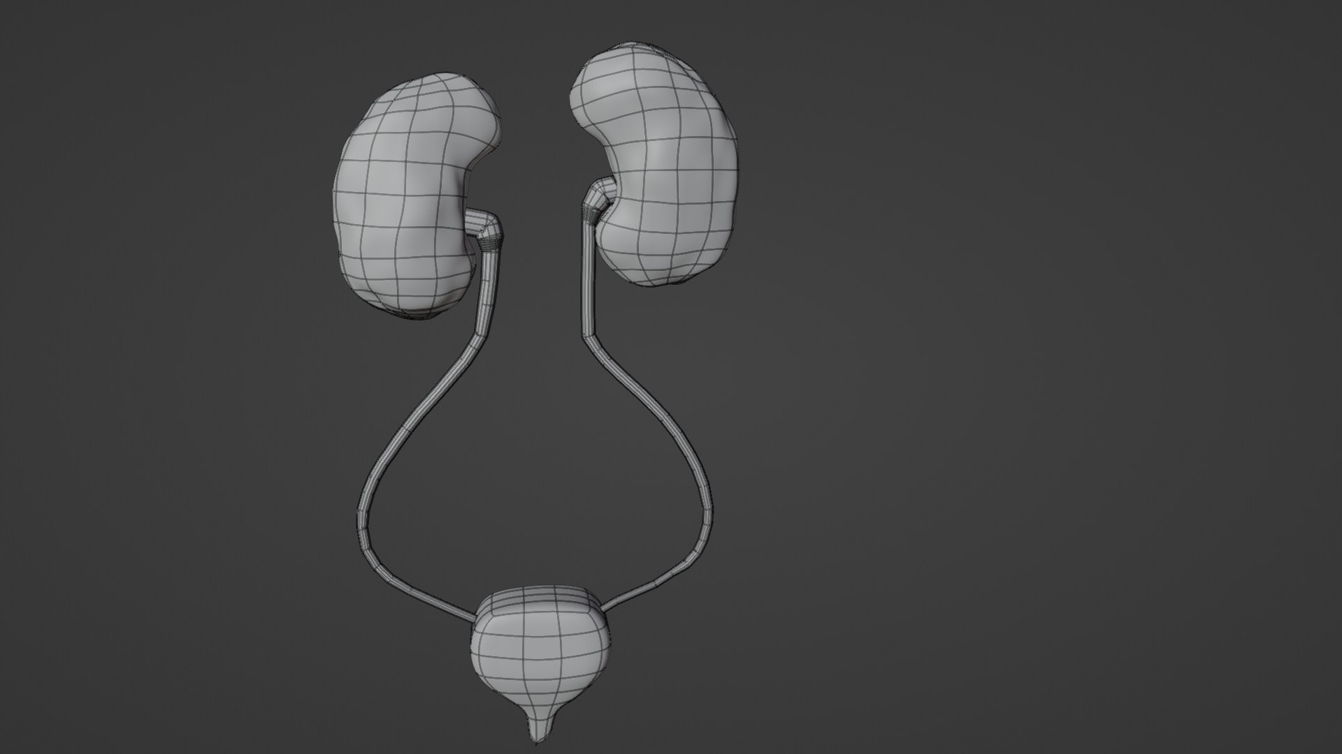 3D kidney model - TurboSquid 2080544