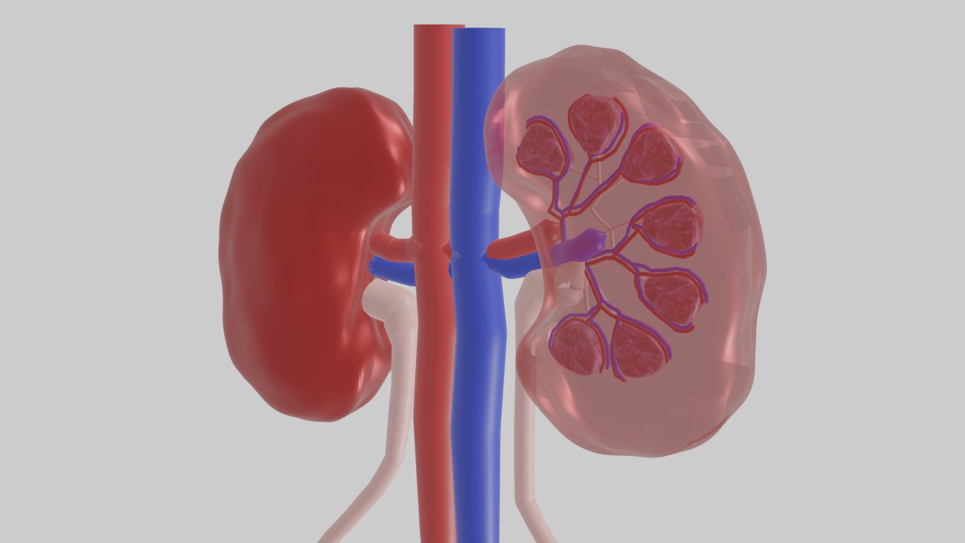 3D Kidney Model - TurboSquid 2080544