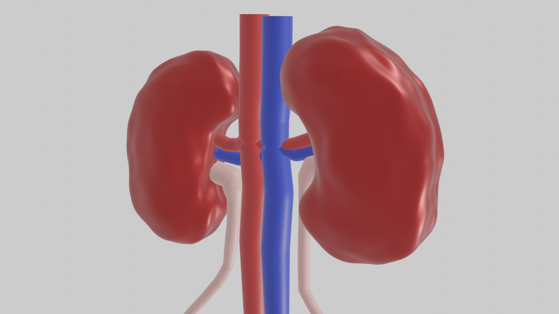 3D kidney model - TurboSquid 2080544