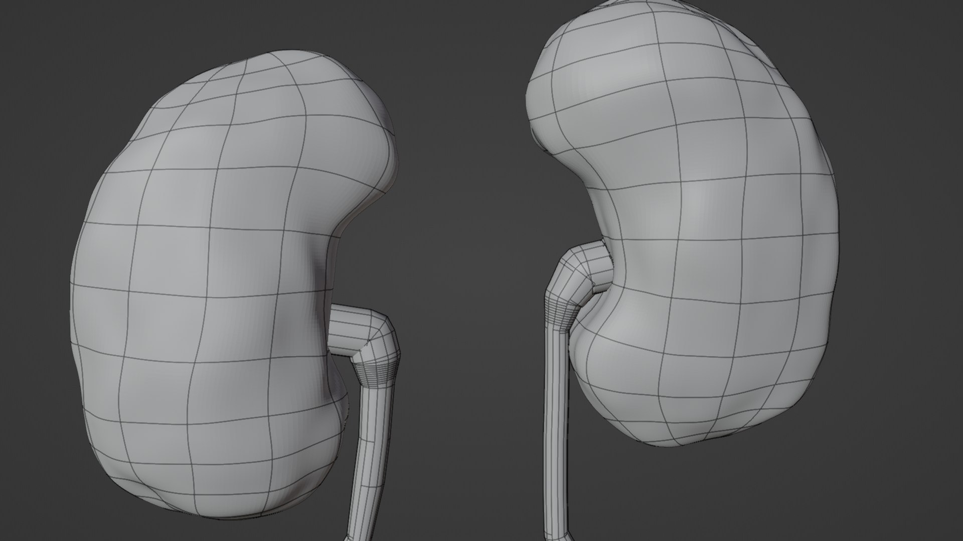 3D kidney model - TurboSquid 2080544