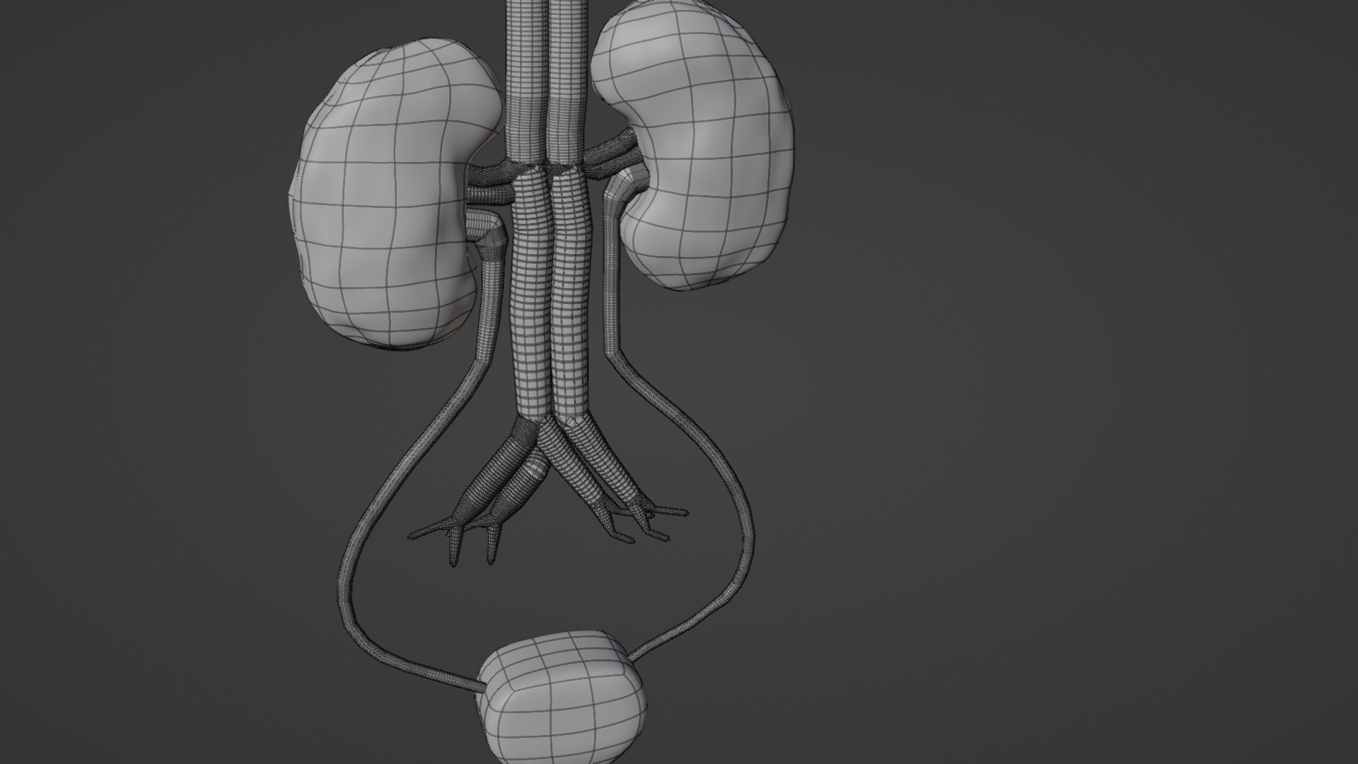3D Kidney Model - TurboSquid 2080544