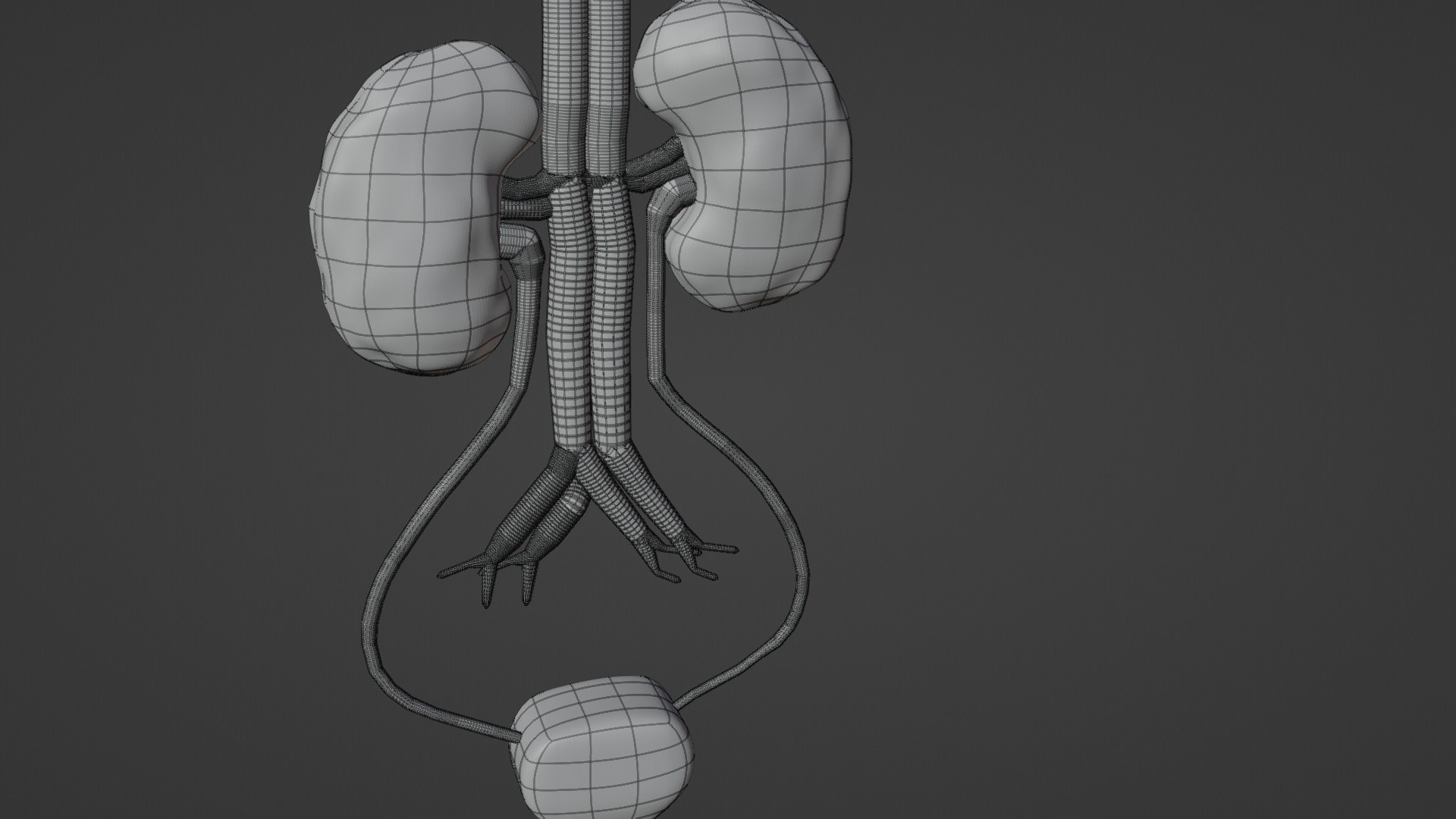 3D Kidney Model - TurboSquid 2080544