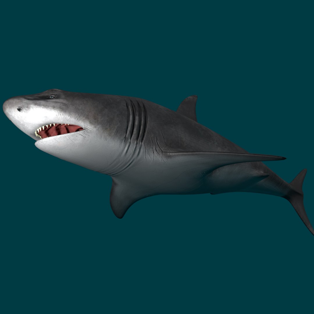 3d shark great white model