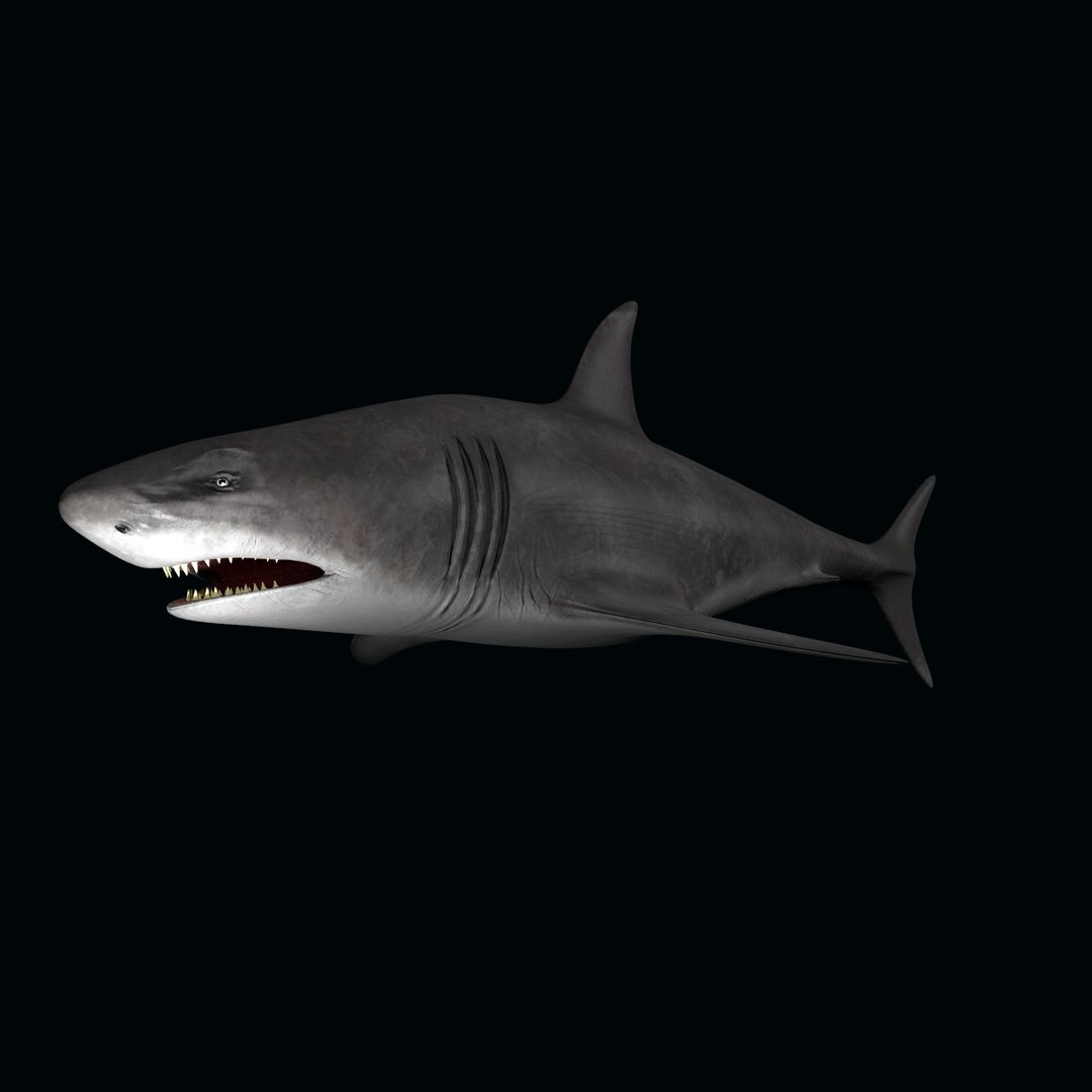 3d shark great white model