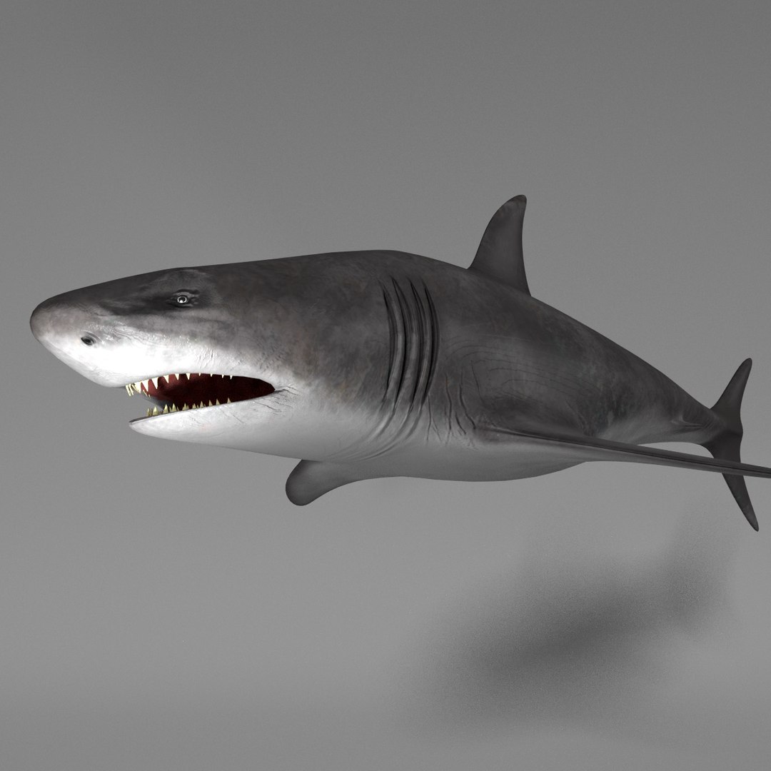 3d shark great white model