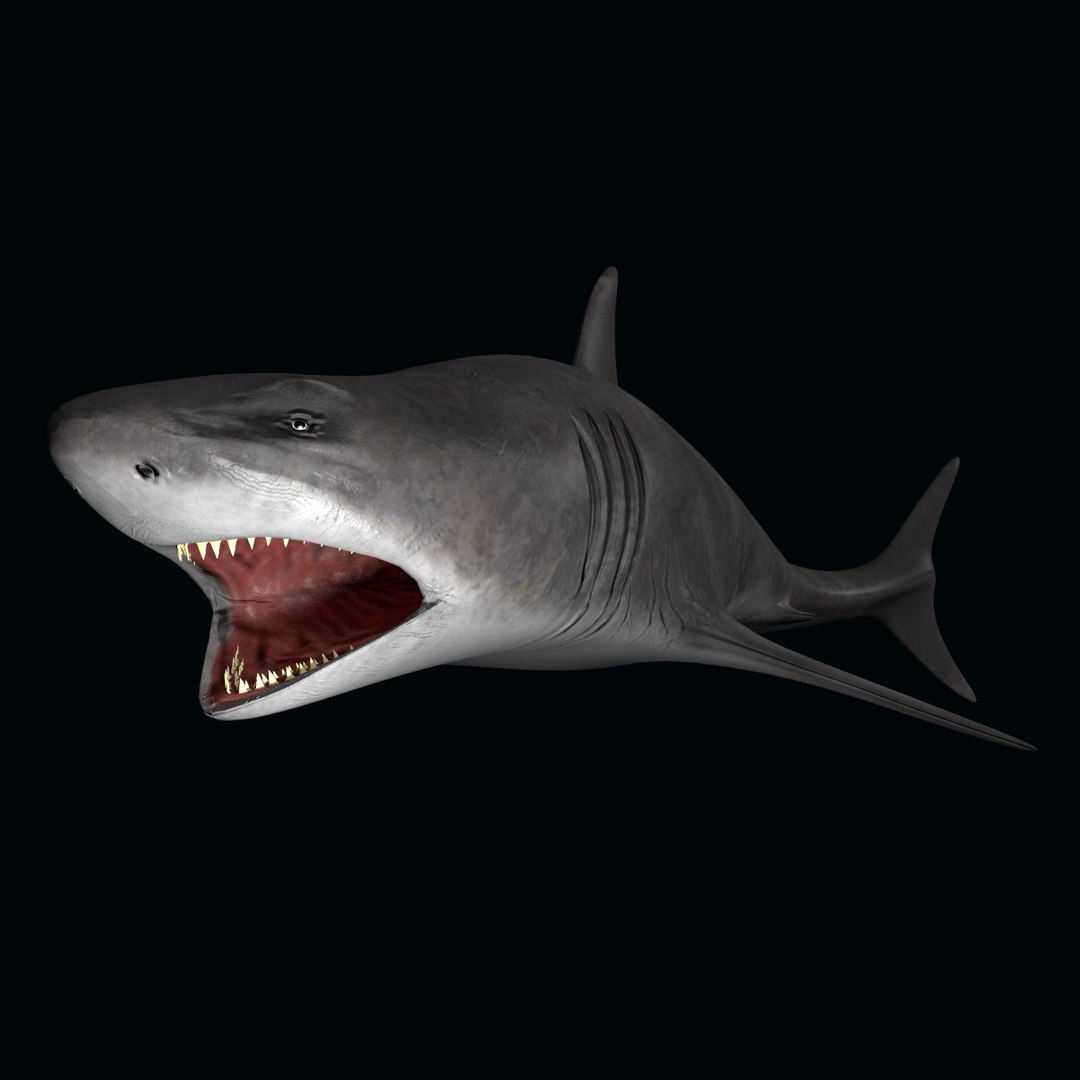 3d shark great white model