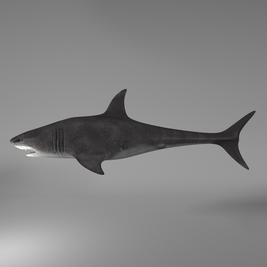 3d shark great white model