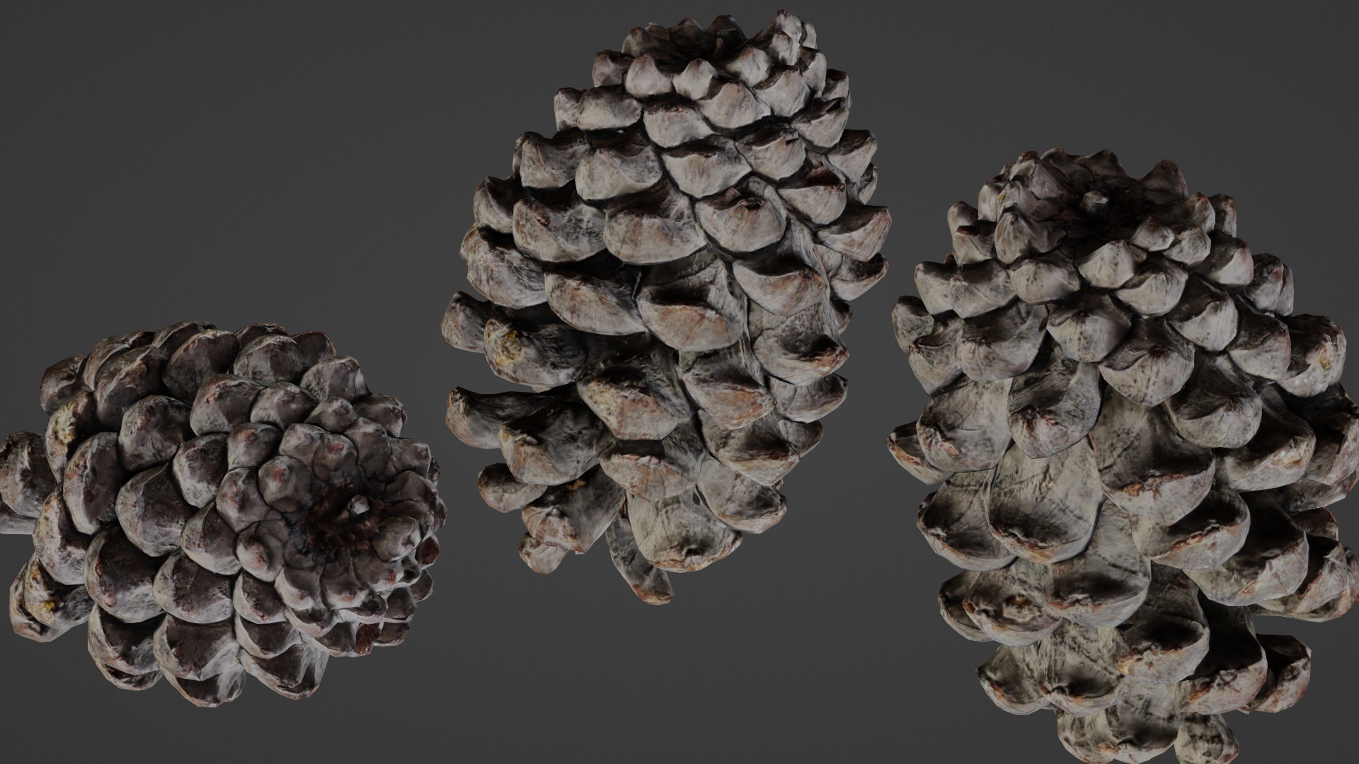 3D Pine Cone Model - TurboSquid 2330433