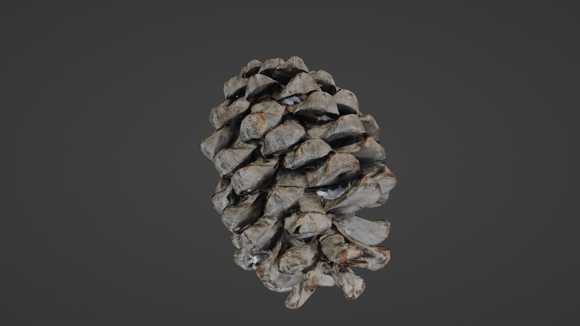 3D Pine Cone Model - TurboSquid 2330433