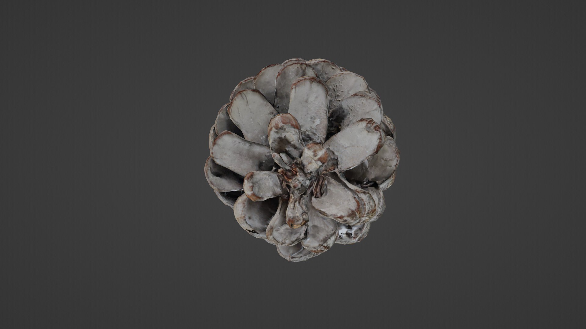 3D Pine Cone Model - TurboSquid 2330433