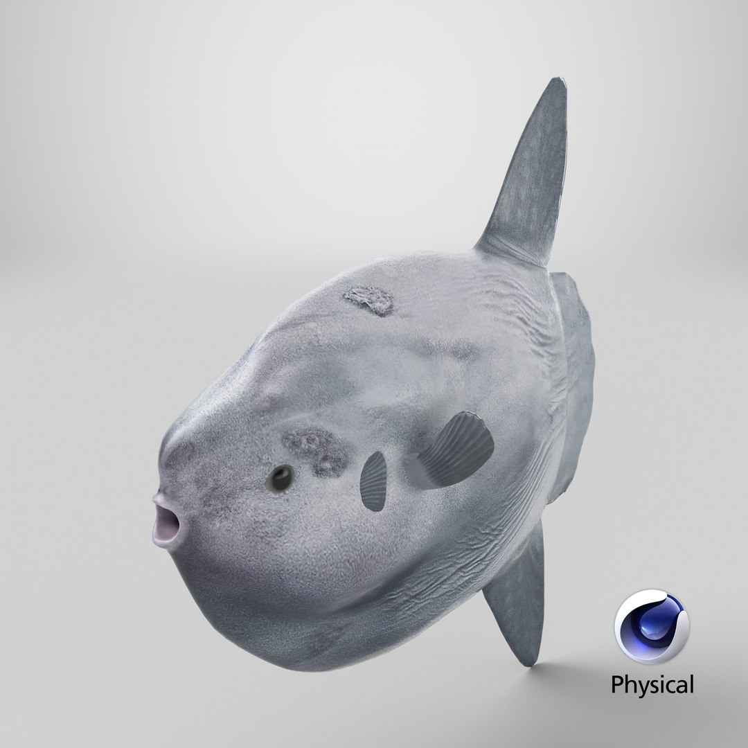 Ocean Sunfish Model - TurboSquid 2122676