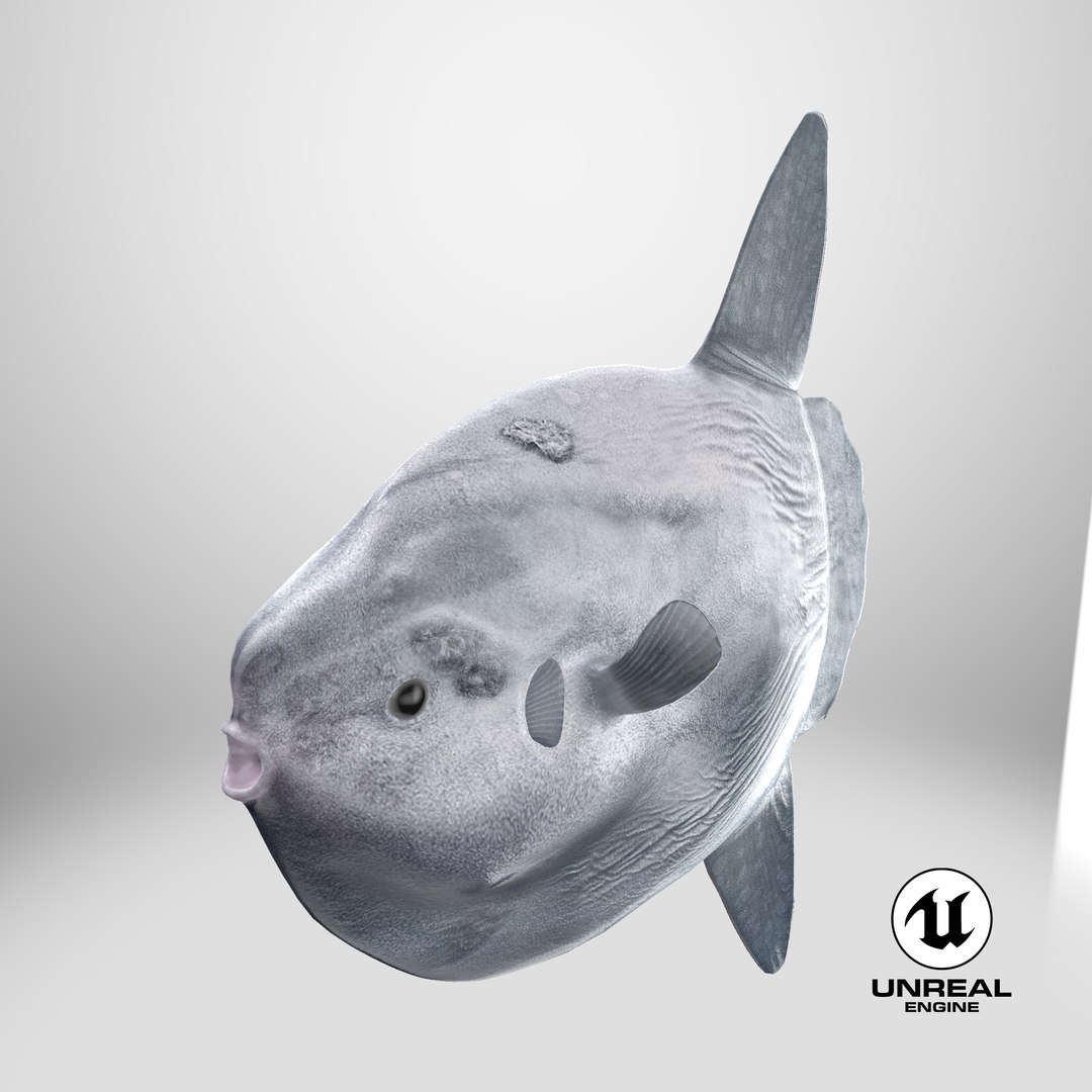 Ocean Sunfish Model - TurboSquid 2122676