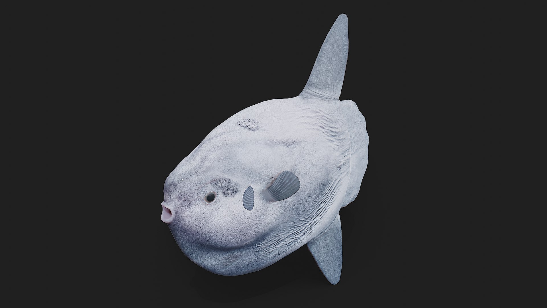 Ocean Sunfish model - TurboSquid 2122676