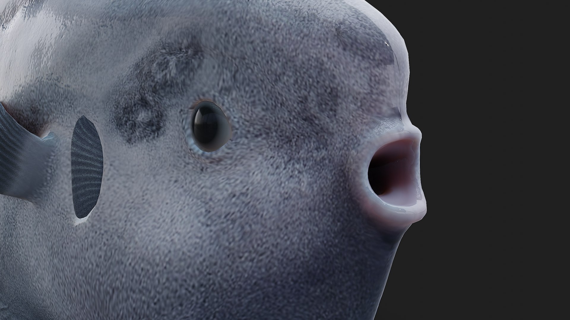 Ocean Sunfish Model - TurboSquid 2122676