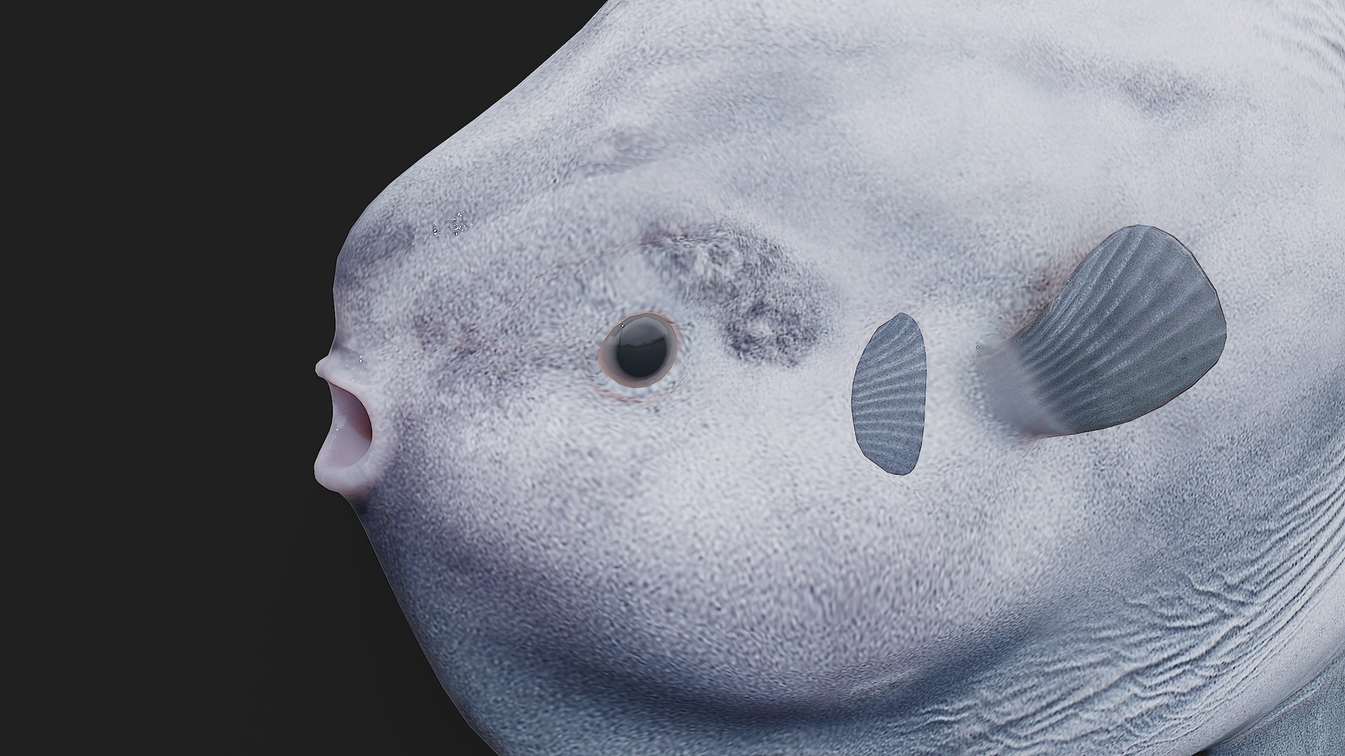 Ocean Sunfish Model - TurboSquid 2122676
